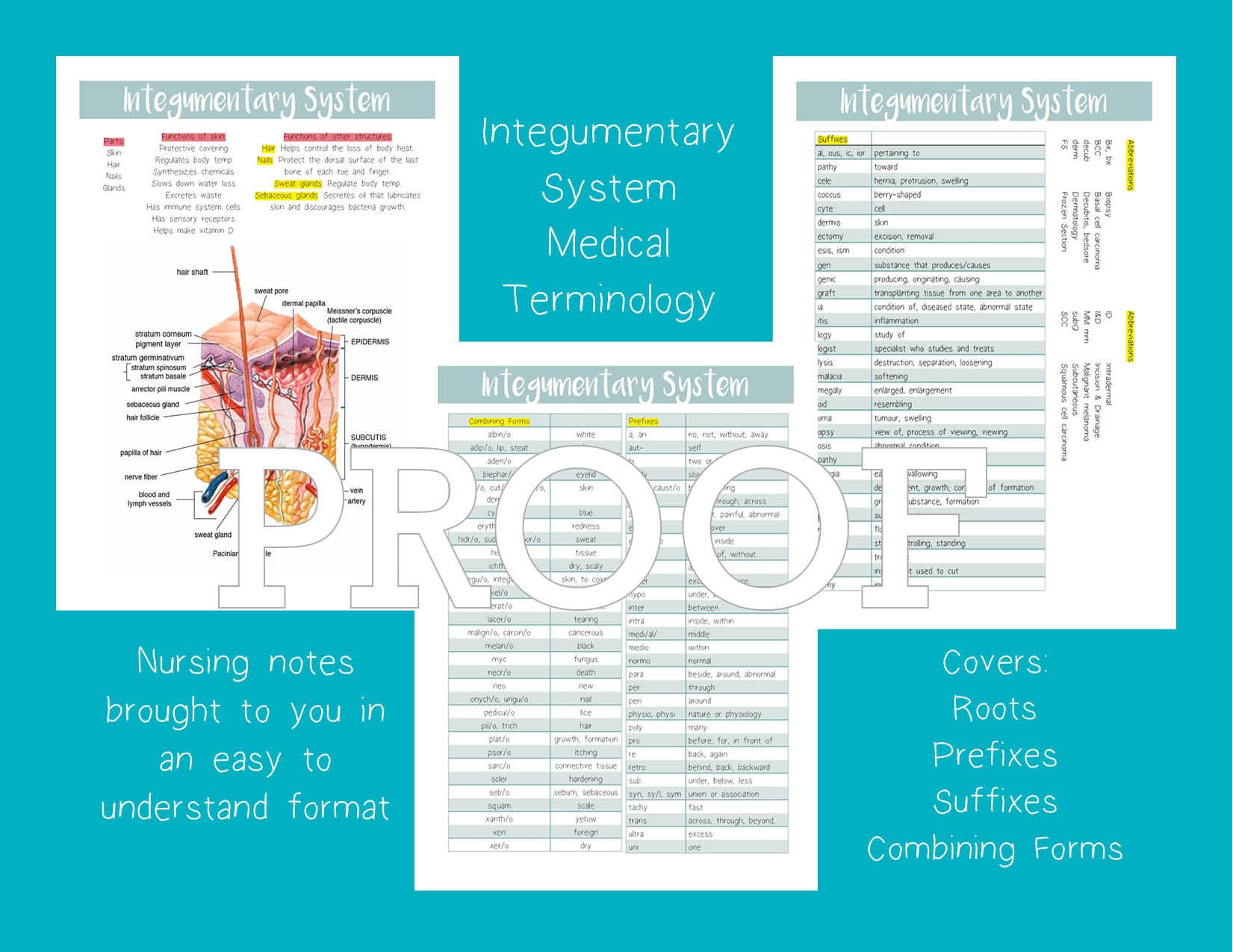 Integumentary System Medical Terminology - Etsy