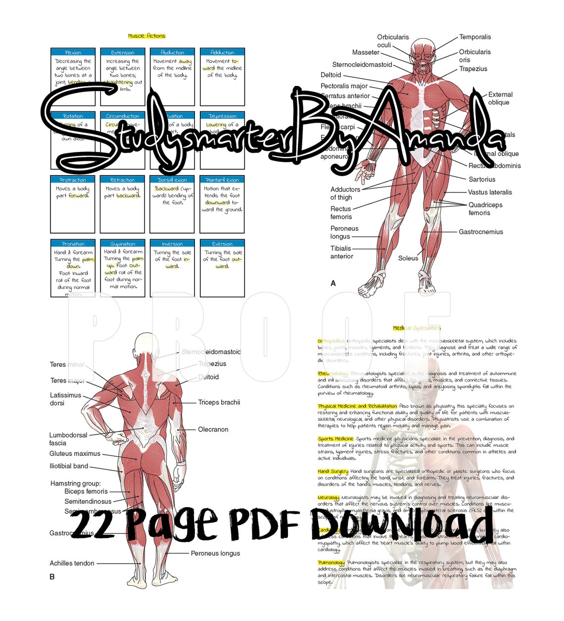 Muscular System Medical Terminology - Etsy