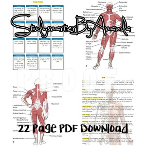 Muscular System Medical Terminology - Etsy