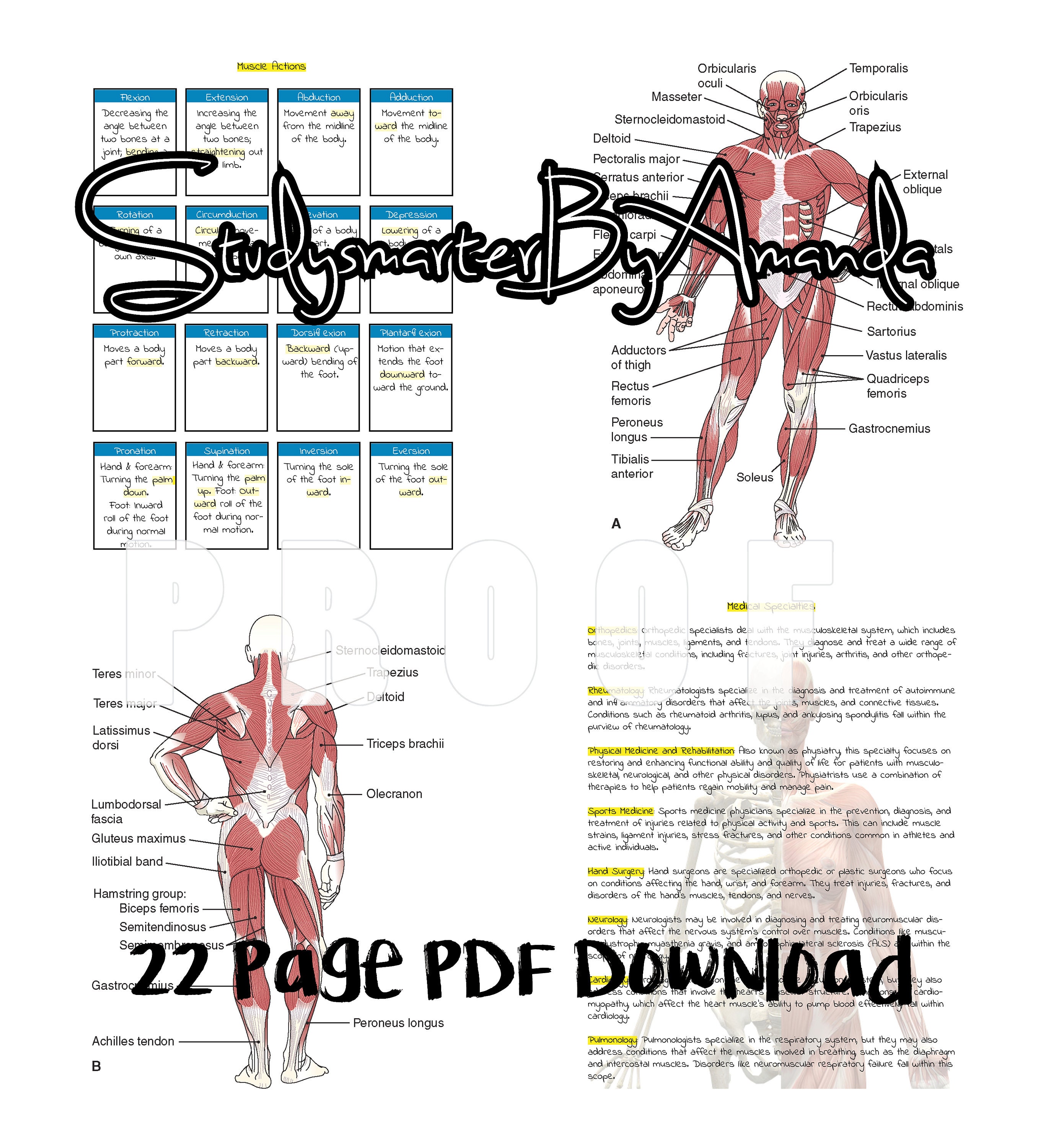 Muscular System Medical Terminology - Etsy