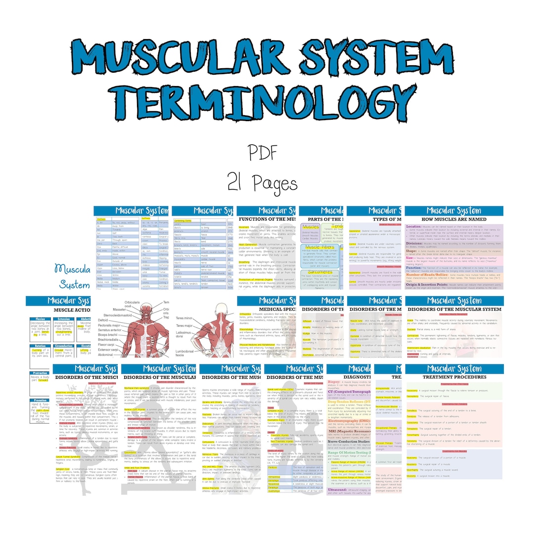Muscular System Medical Terminology - Etsy
