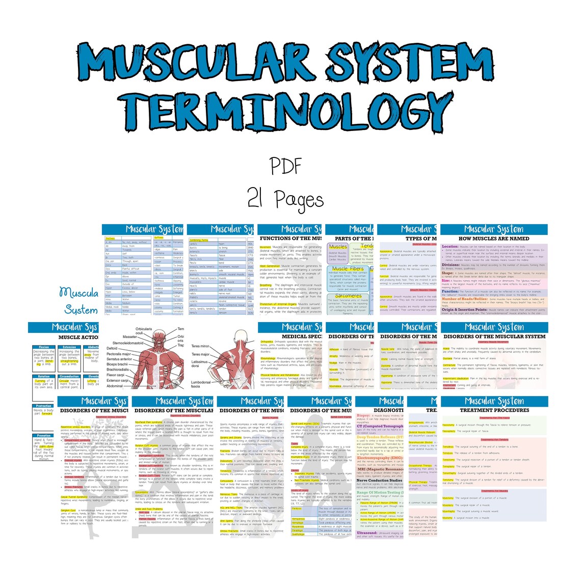 Muscular System Medical Terminology - Etsy