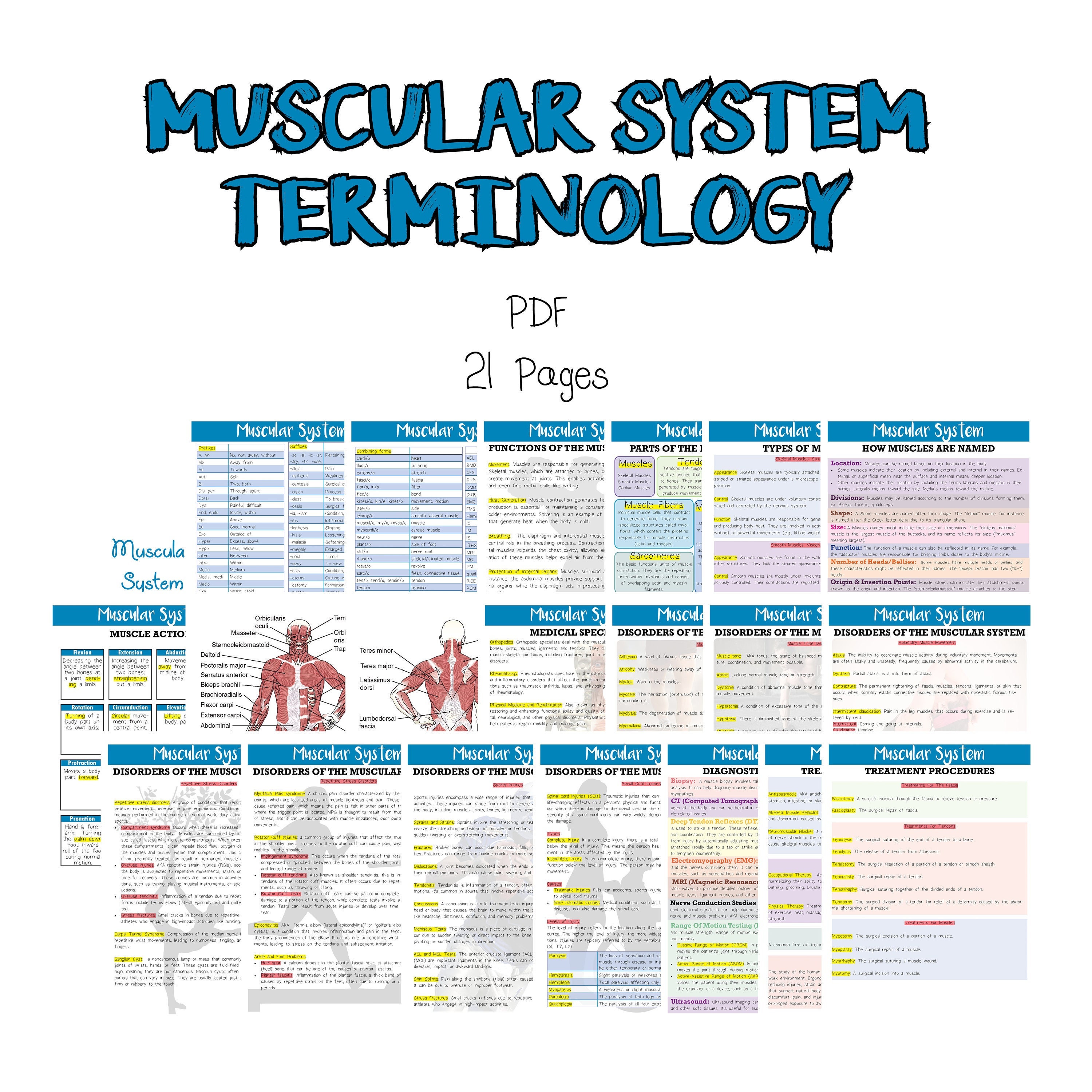 Flashcard Musculoskeletal System Medical Terminology at Genevieve ...