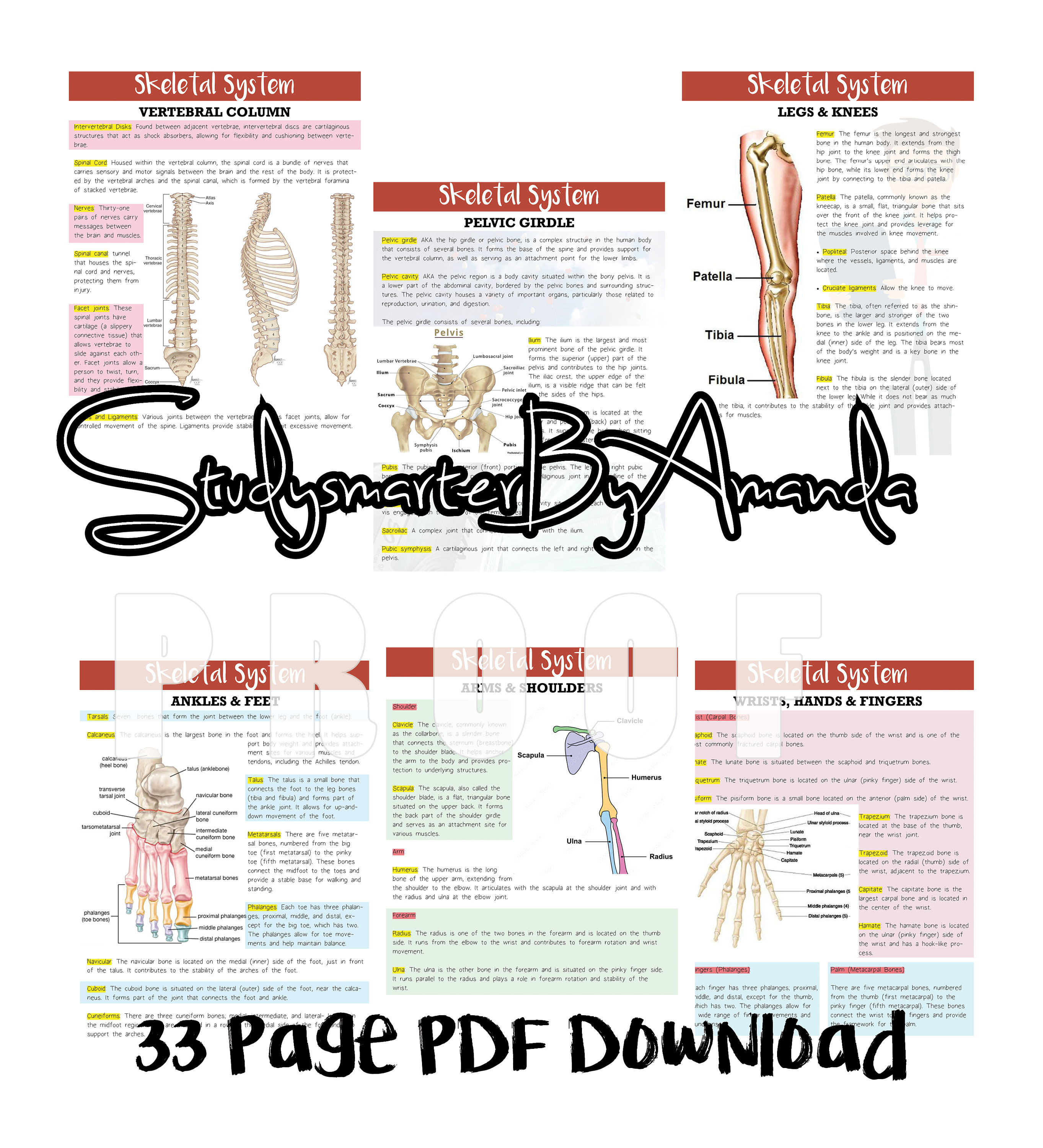 Skeletal System Medical Terminology - Etsy