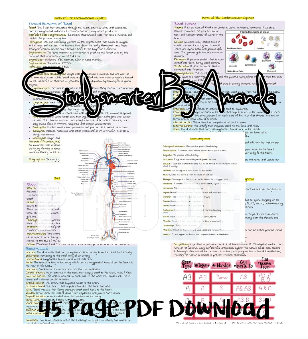 Cardiovascular Circulatory System Medical Terminology Study Guide - Etsy