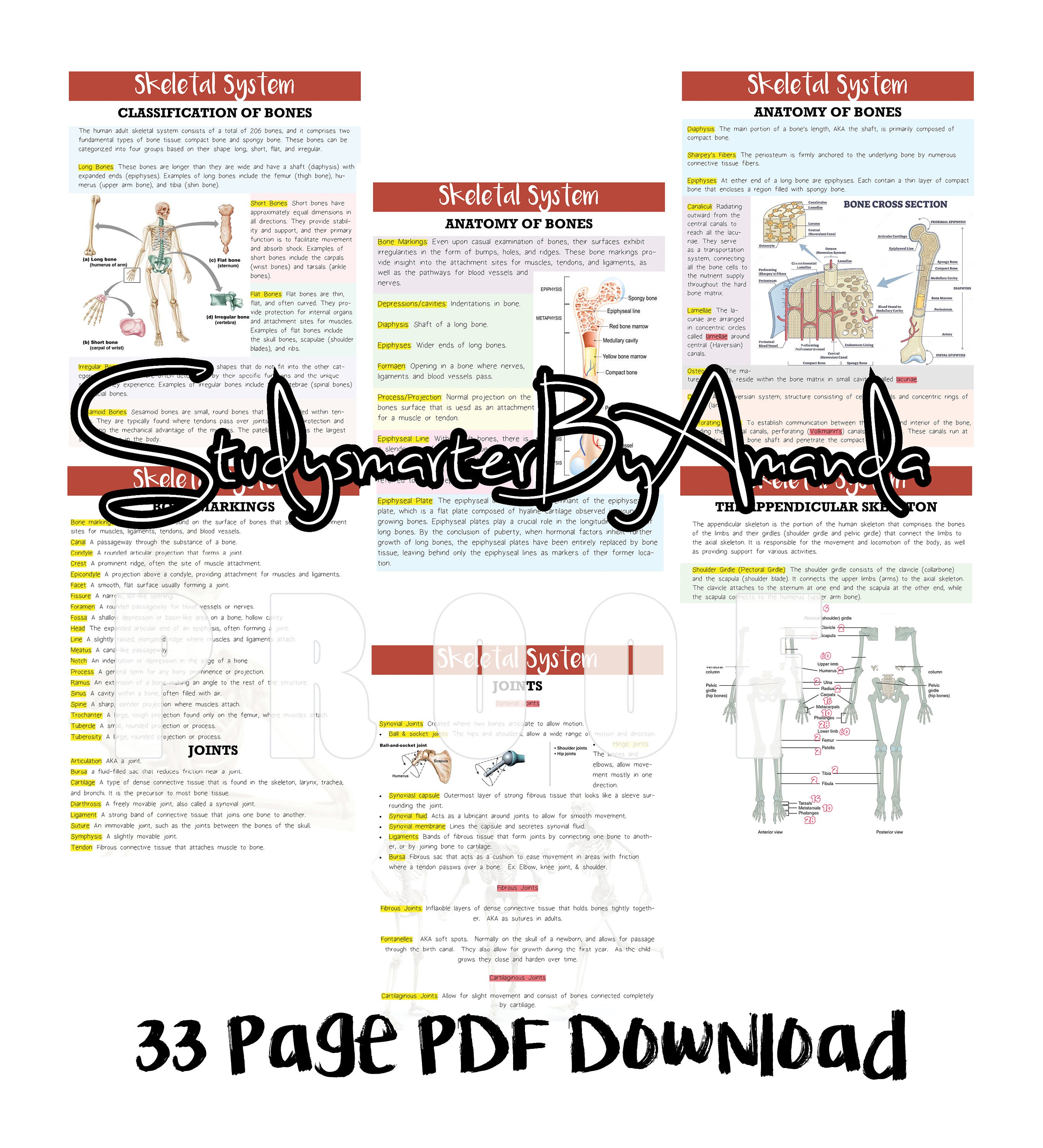 Skeletal System Medical Terminology - Etsy