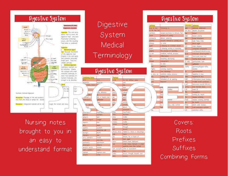 Digestive System Medical Terminology - Etsy