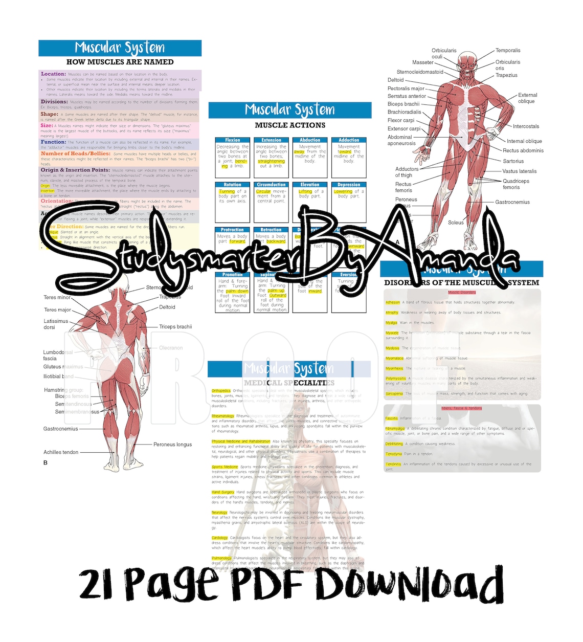 Muscular System Medical Terminology - Etsy