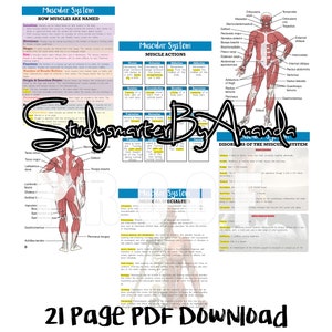Muscular System Medical Terminology - Etsy