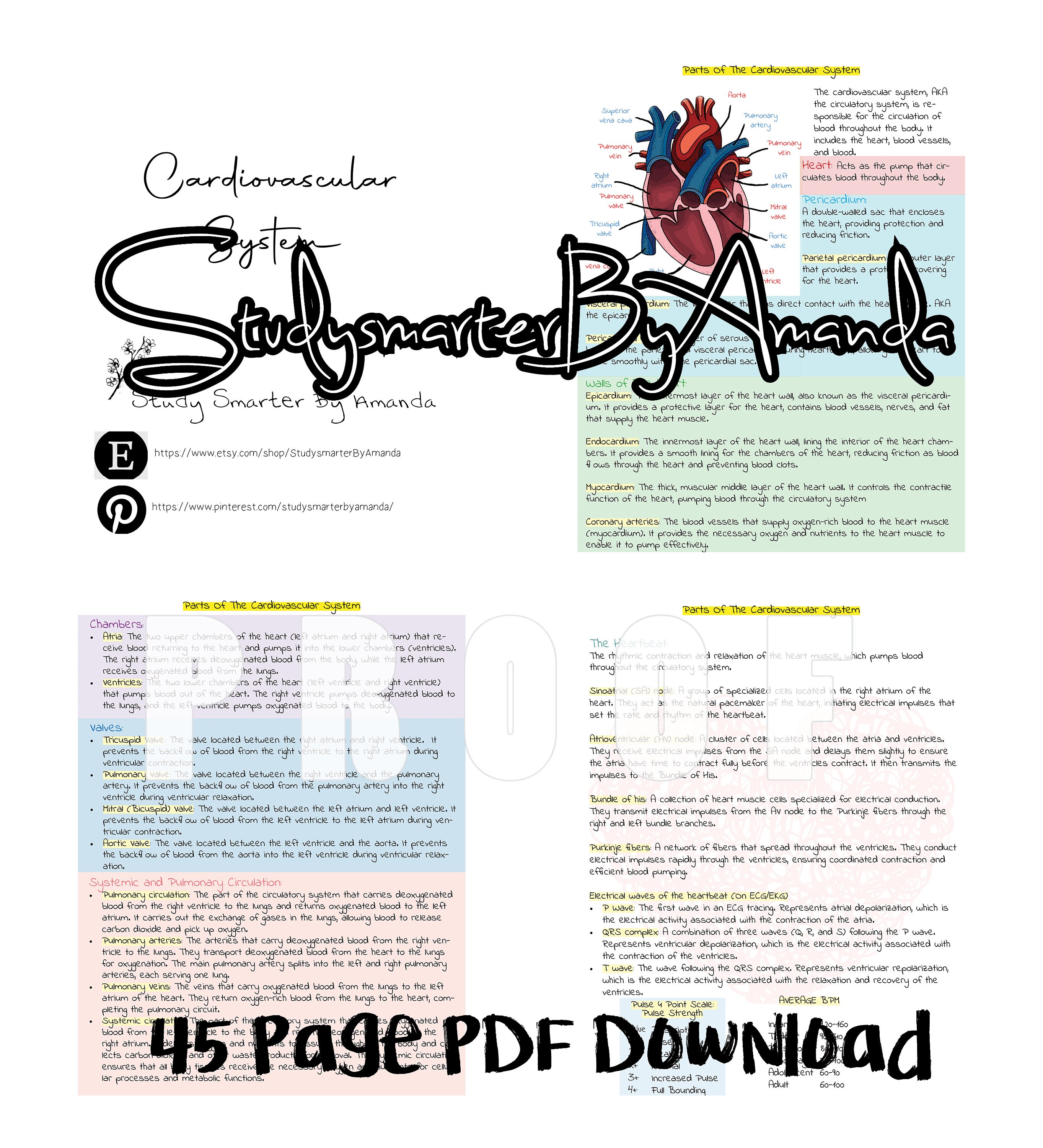 Cardiovascular Circulatory System Medical Terminology Study Guide - Etsy
