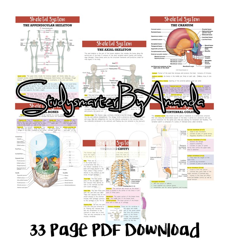 Skeletal System Medical Terminology - Etsy