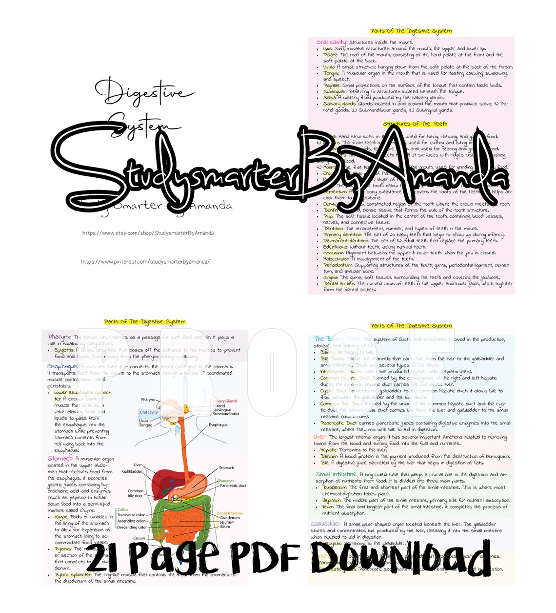 Digestive System Medical Terminology - Etsy