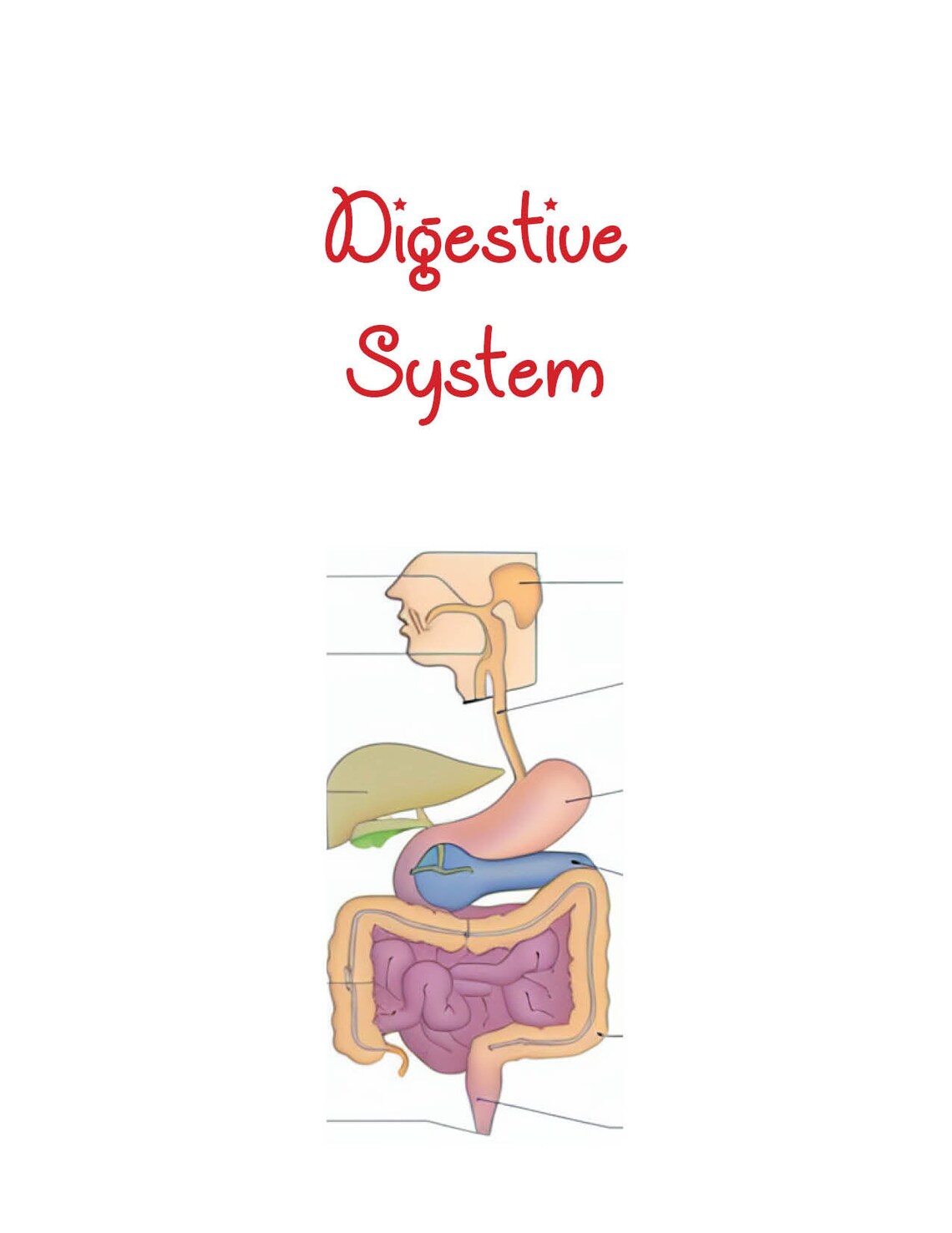 Digestive System Medical Terminology - Etsy