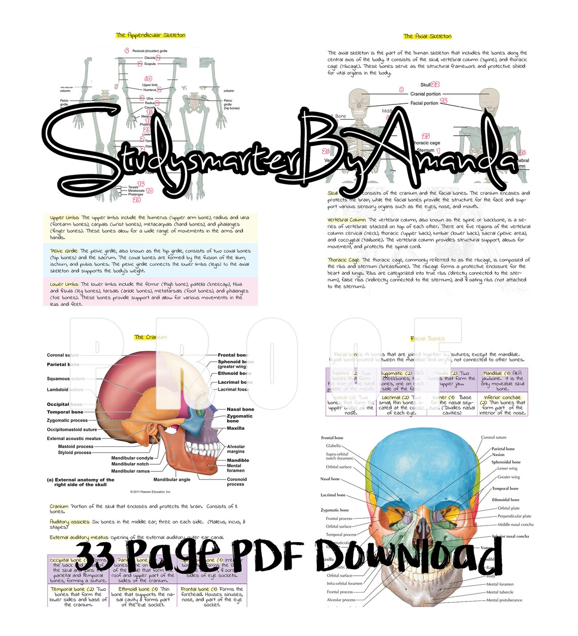 Skeletal System Medical Terminology - Etsy