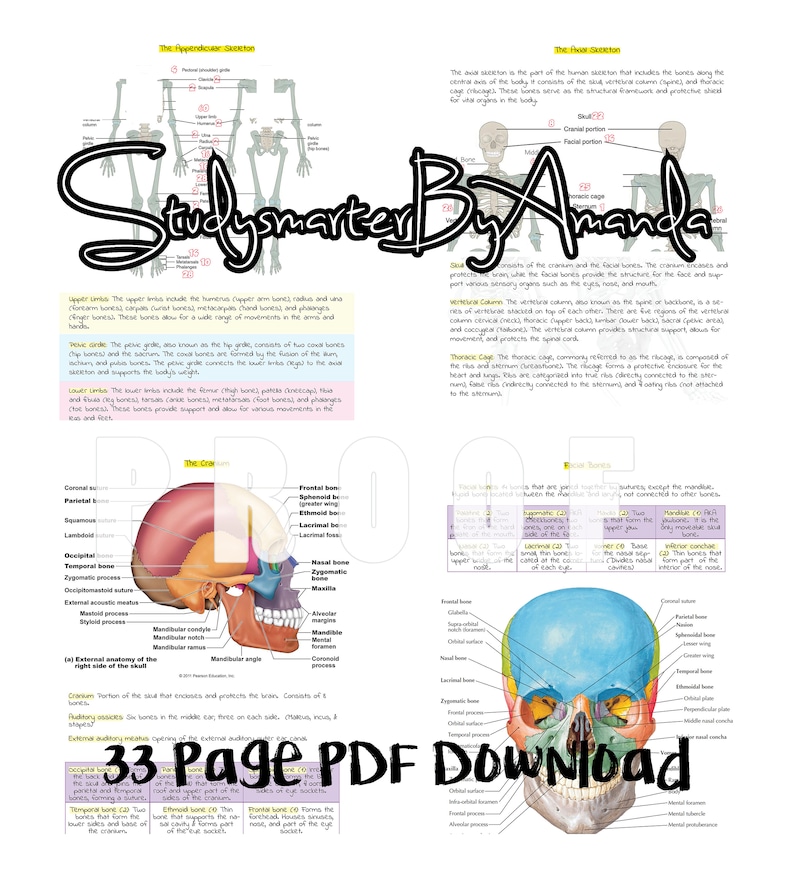 Skeletal System Medical Terminology - Etsy