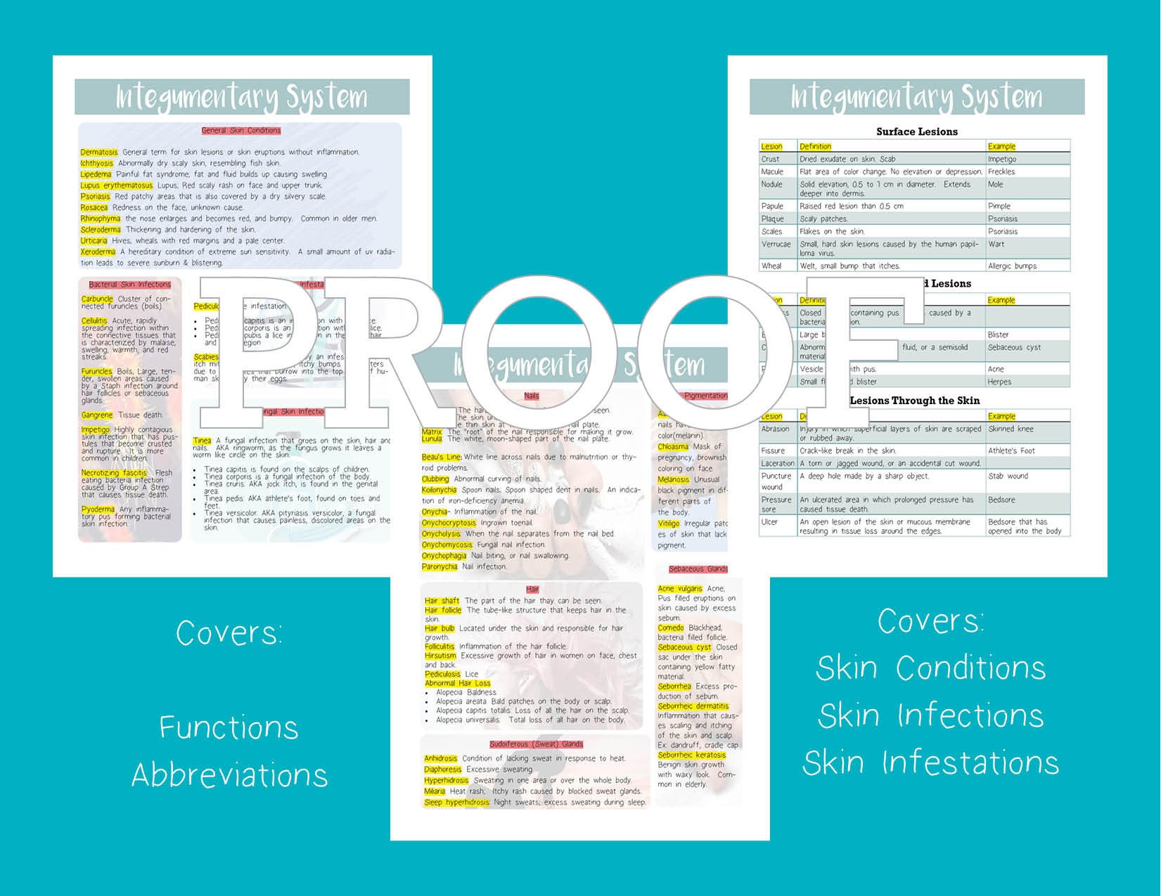 Integumentary System Medical Terminology - Etsy