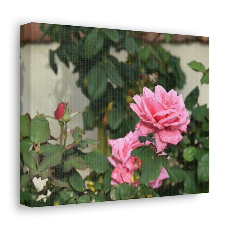 Pink Rose Bush Canvas Wall Print Unframed Rose Bush Wall - Etsy
