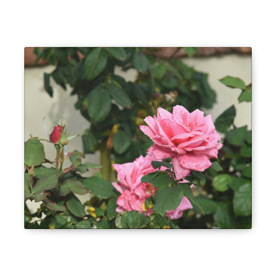 Pink Rose Bush Canvas Wall Print Unframed Rose Bush Wall - Etsy