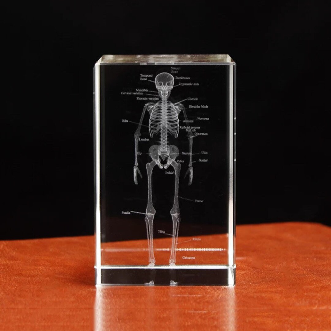 3D Skeleton Crystal Paperweight - Etsy