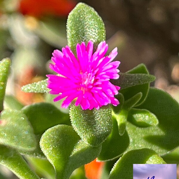 Baby Sun Rose Succulent - Etsy
