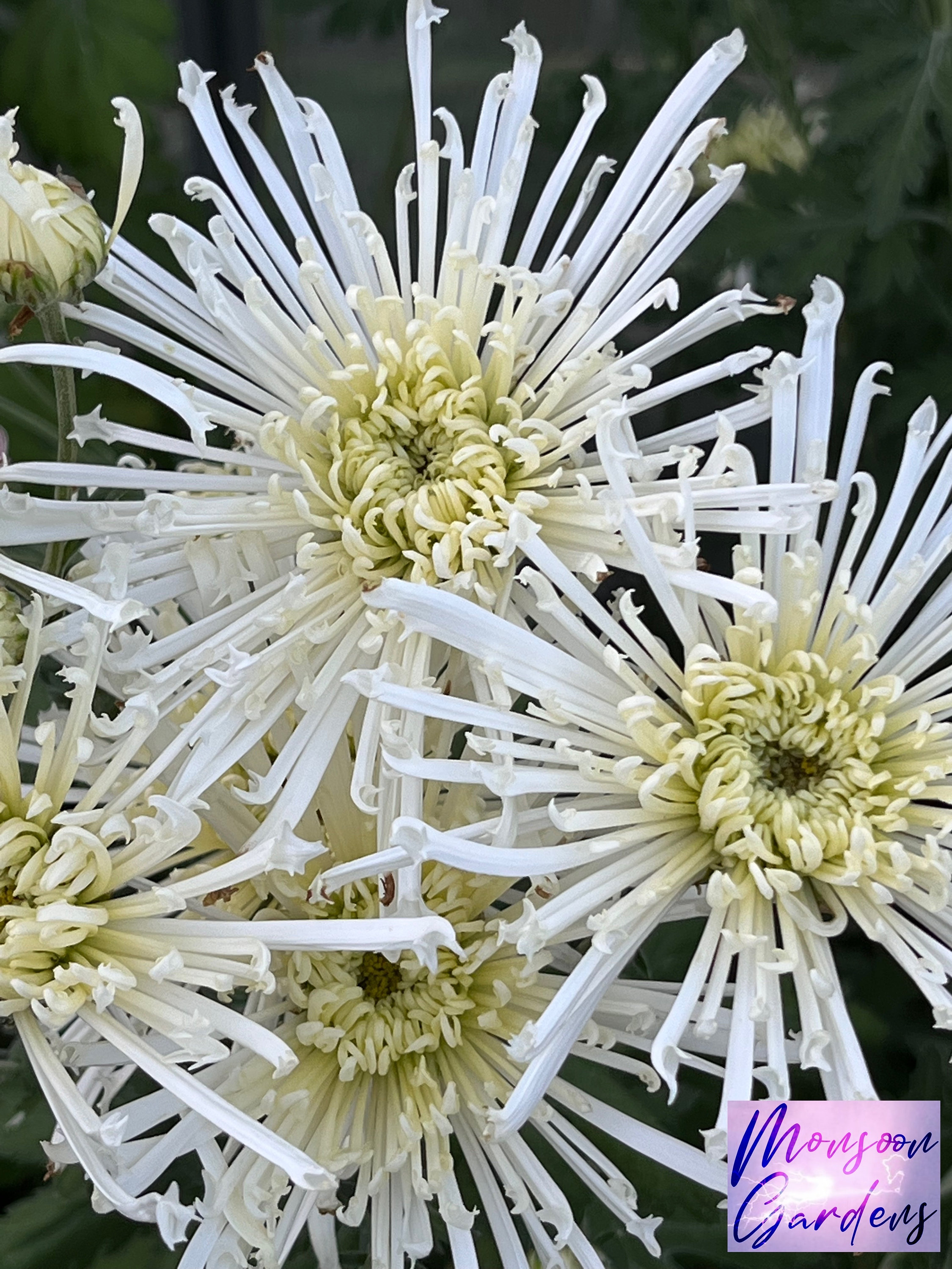 White Spider Chrysanthemum