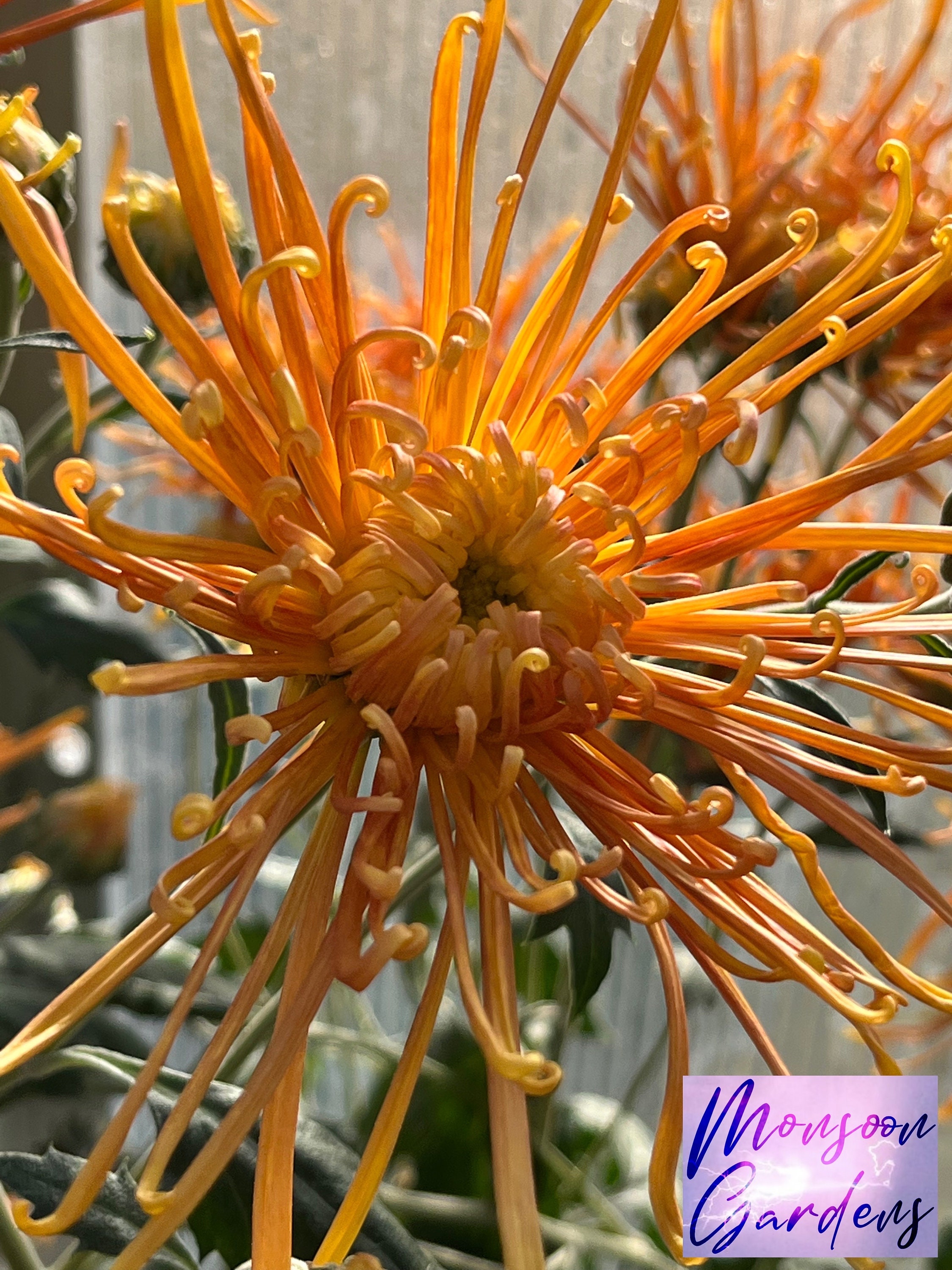 Spider Chrysanthemum