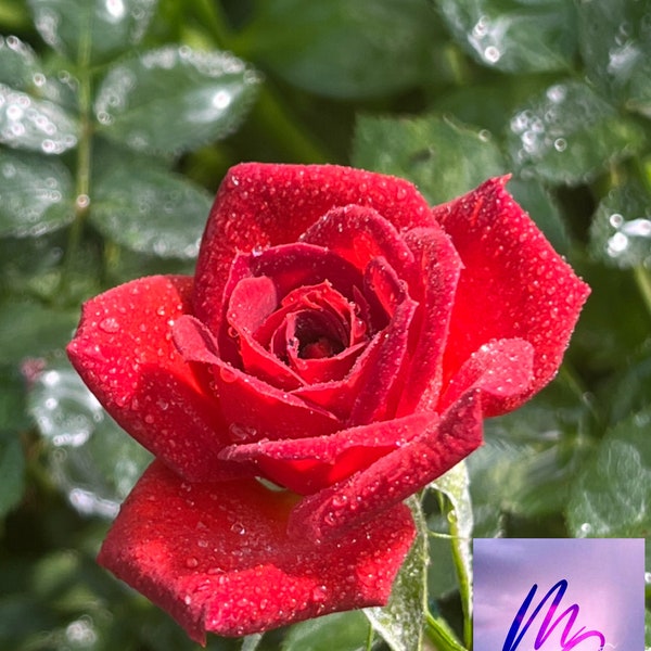 Red Miniature Rose - Etsy