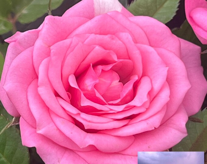 Pink Miniature Rose Bush Live Plant - Etsy