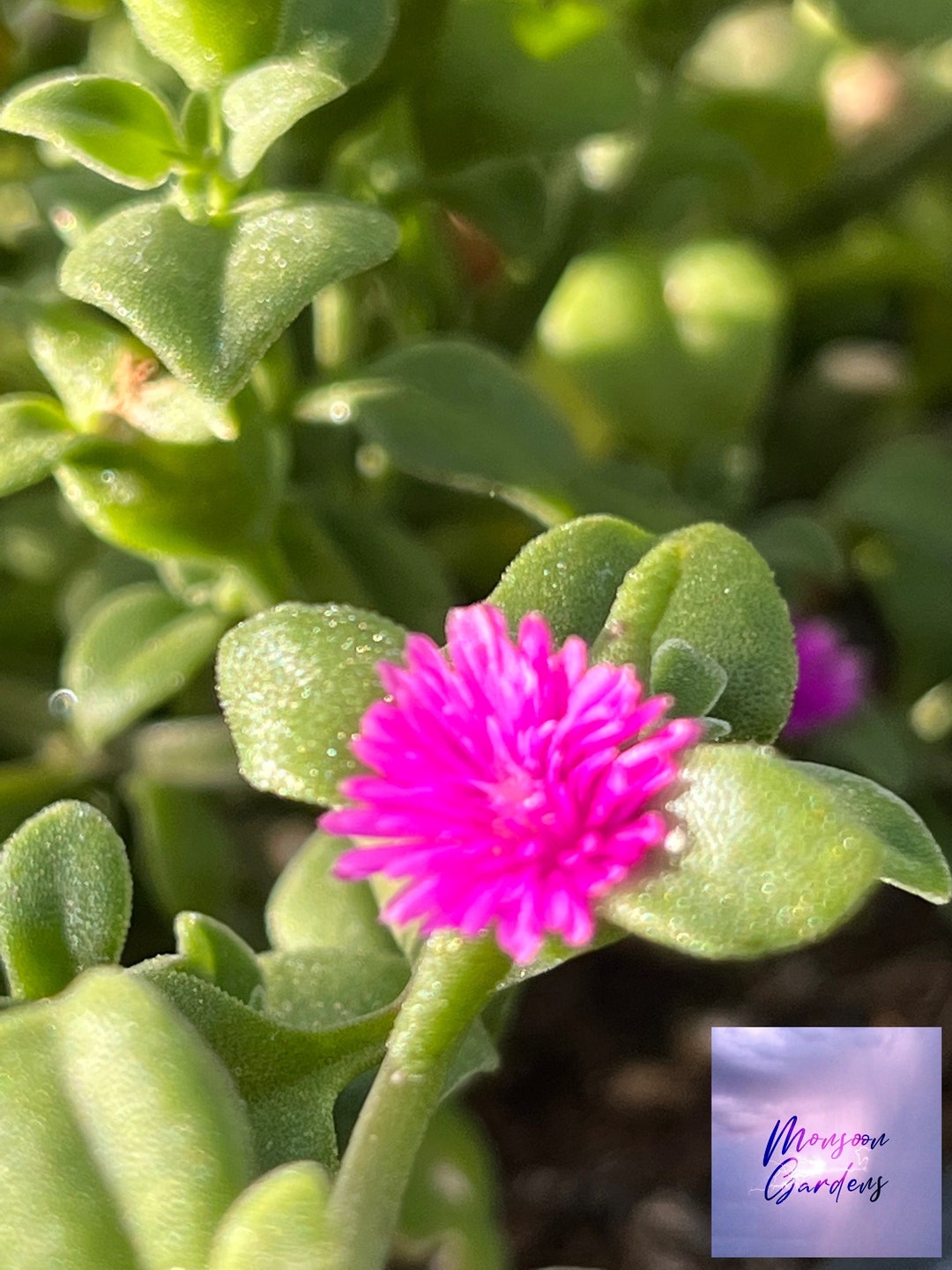 Purple Baby Sun Rose / Start Plant Heart & Flowers - Etsy