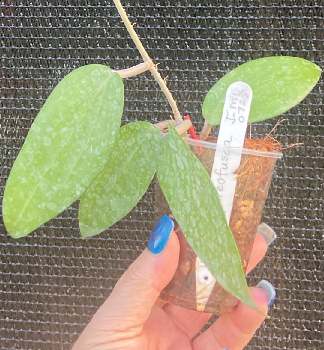 Hoya Purpureofusca IML 0728 - Rooted Cutting - Etsy