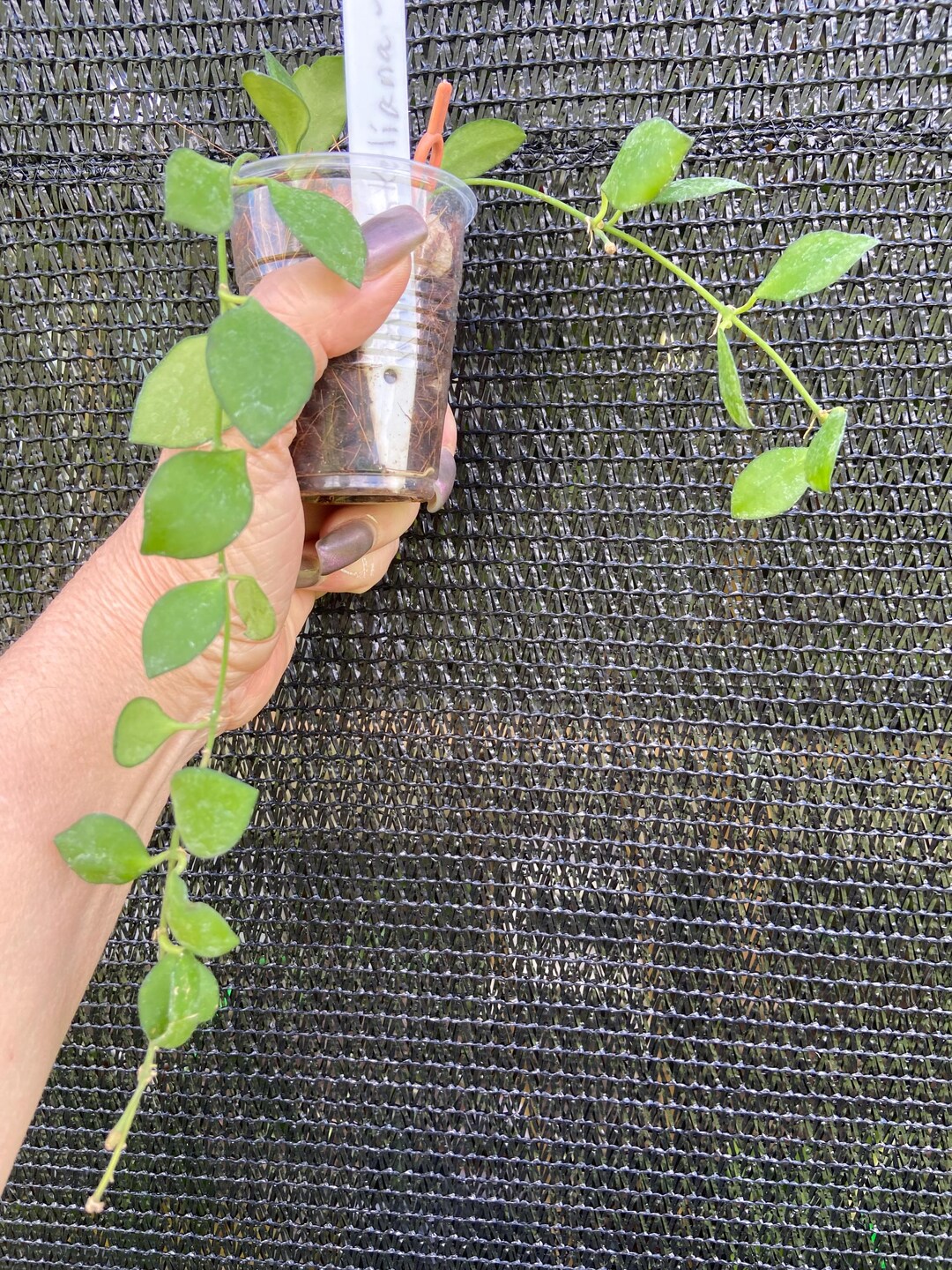 Hoya Heuschkeliana Pink Flower - Etsy