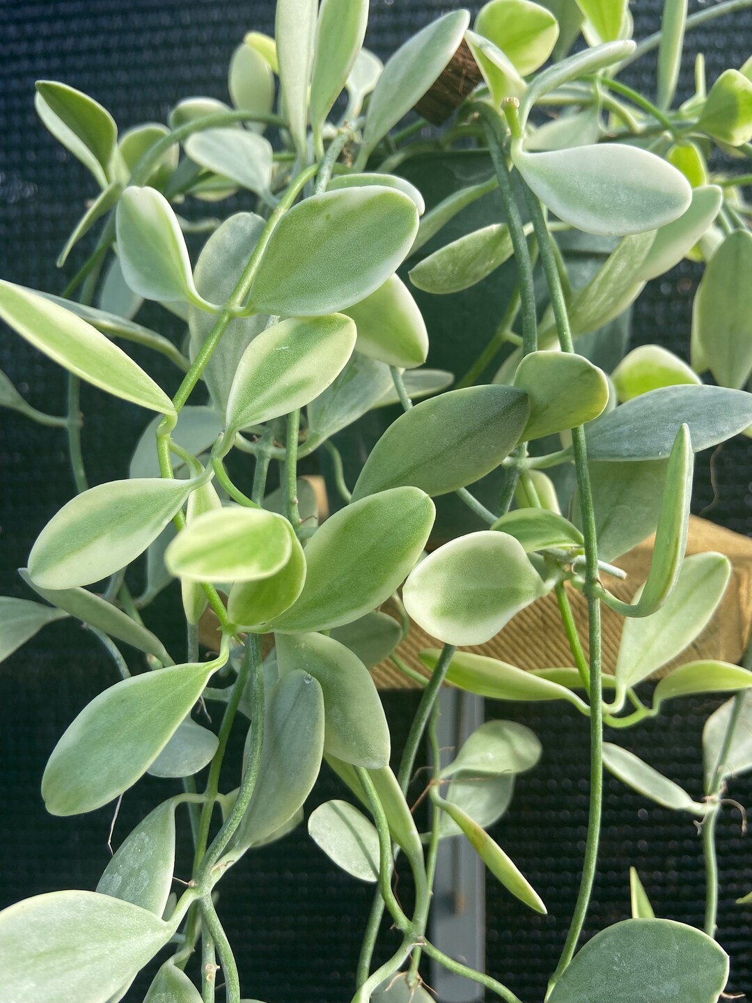 Dischidia Oiantha Variegata Multiple Rooted Cuttings - Etsy