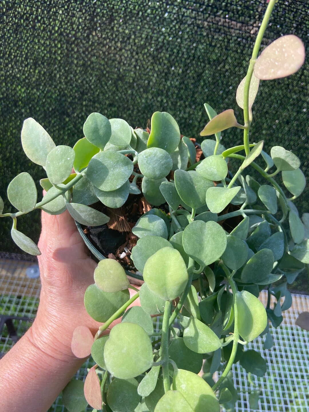 Dischidia Sp. geri Multiple Rooted Cuttings - Etsy