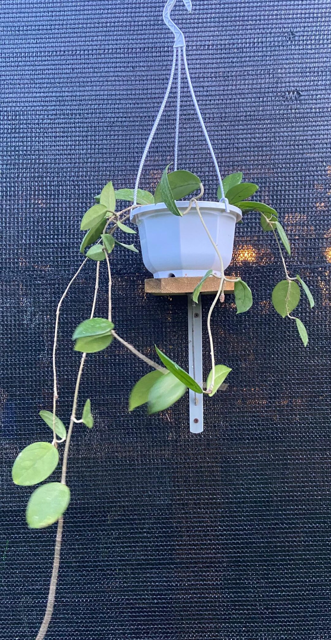 Hoya Fungii in Hanging Pot - Etsy