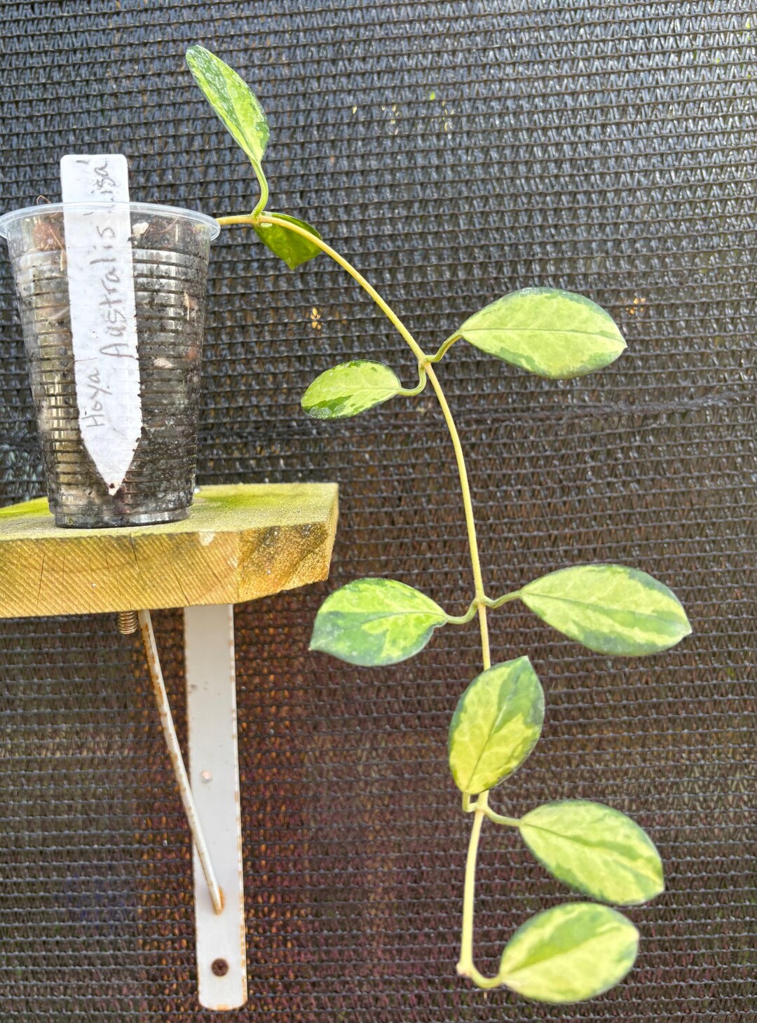 Hoya Australis Lisa - Etsy