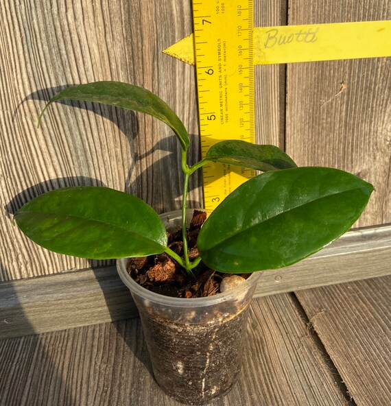 Hoya Buotii Rooted Cutting | Etsy