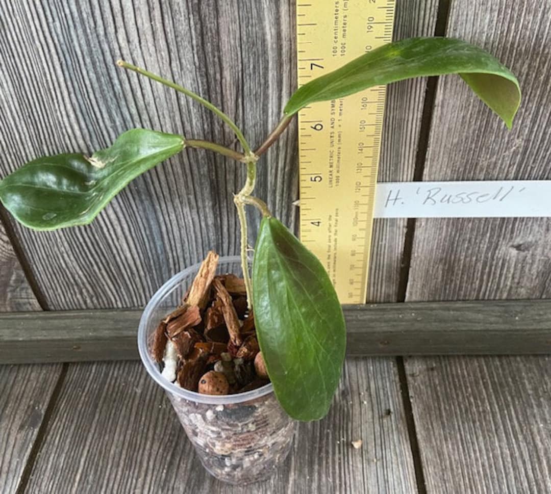 Hoya 'russell' Rooted Cutting - Etsy