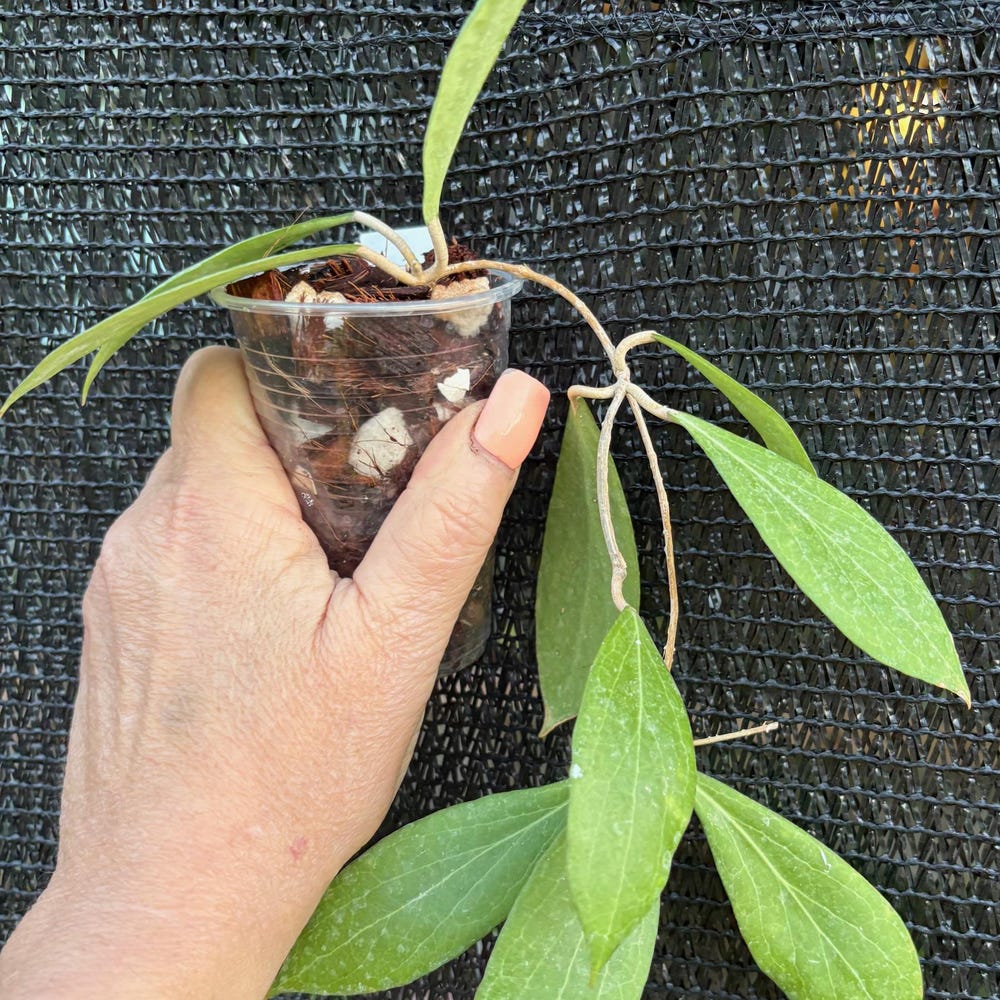 HomesteadHoyas - Etsy