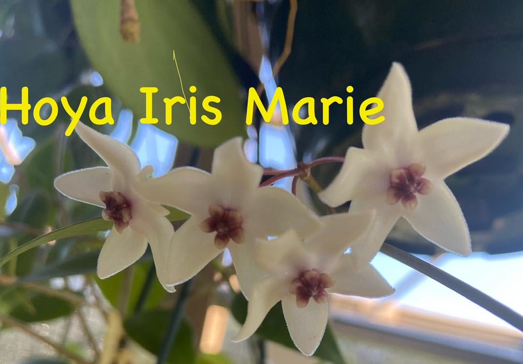 Hoya 'iris Marie' - Etsy
