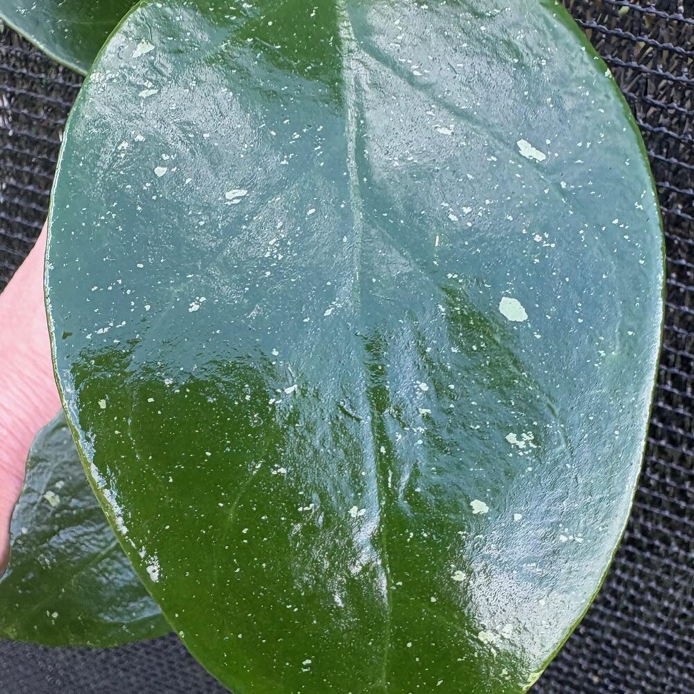 HomesteadHoyas - Etsy