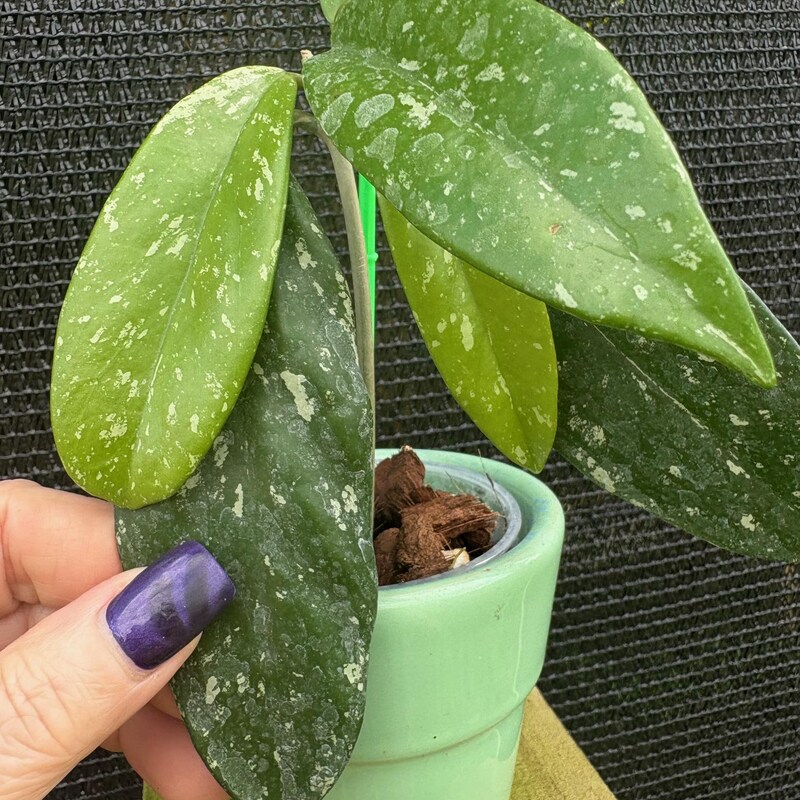 HomesteadHoyas - Etsy