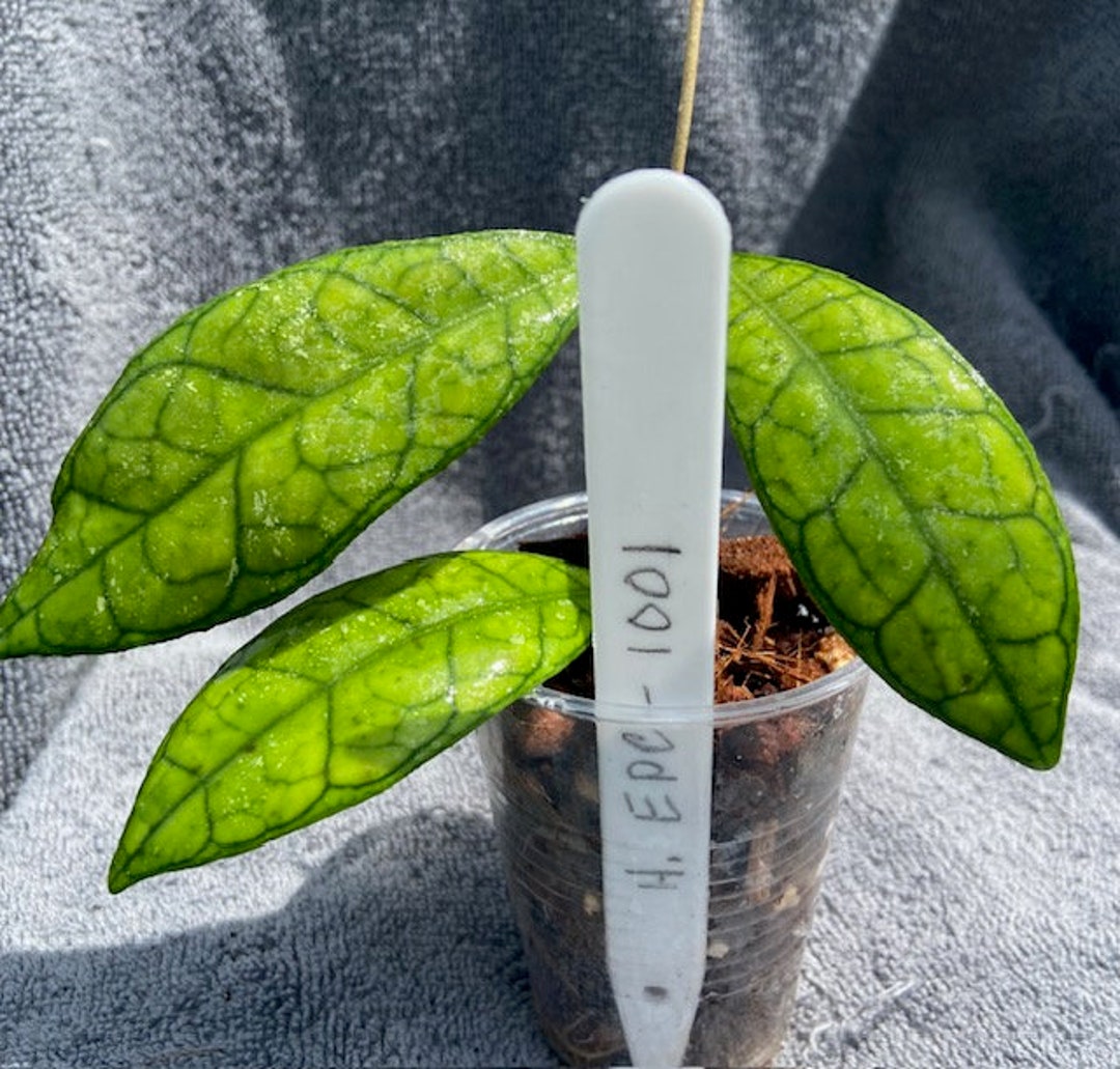 Hoya EPC 1001 finlaysonii X Meredithii Rooted Cutting - Etsy