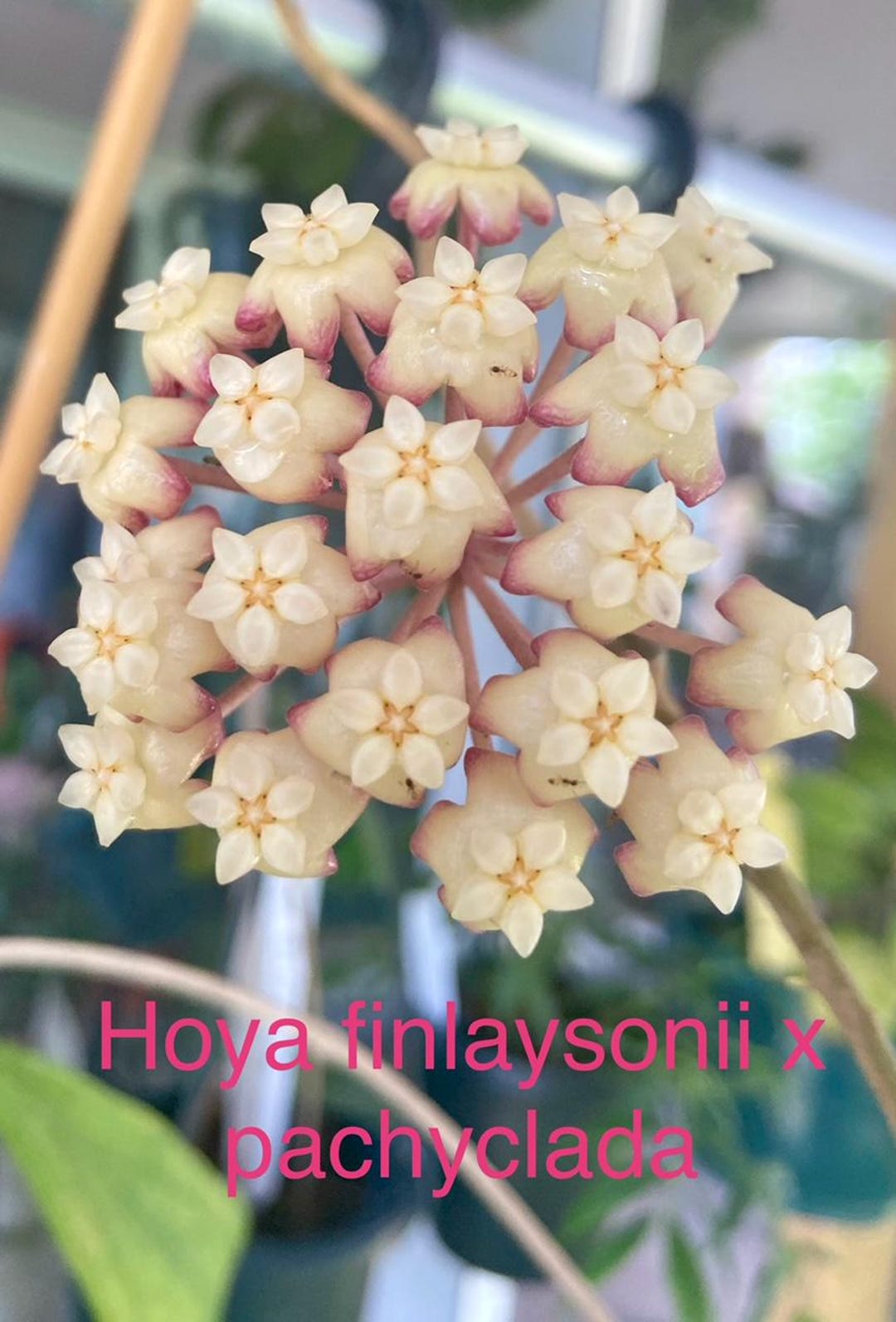 Hoya Finlaysonii X Pachyclada - Etsy