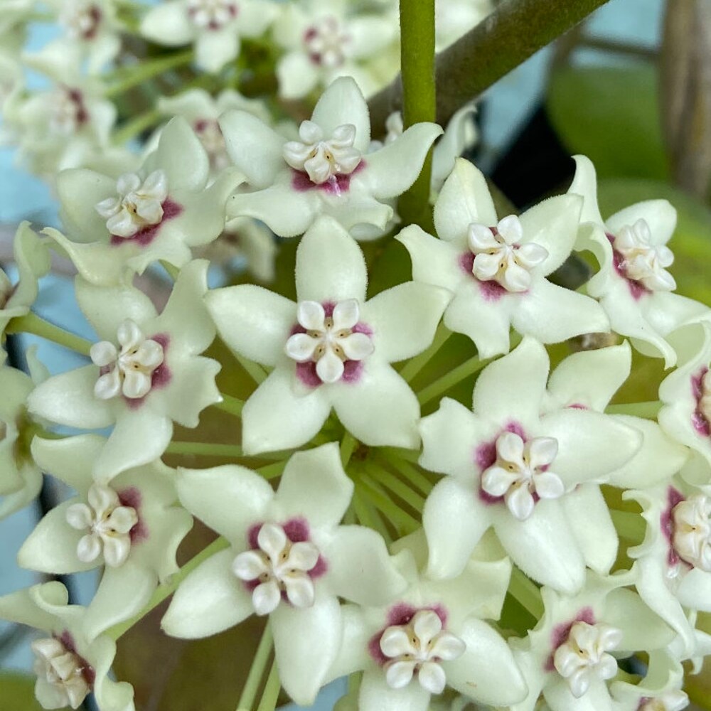 HomesteadHoyas - Etsy