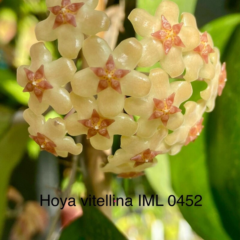 HomesteadHoyas - Etsy