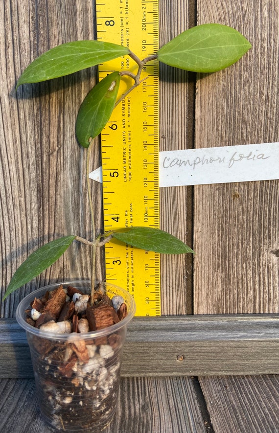 Hoya Camphorifolia Rooted Cutting - Etsy