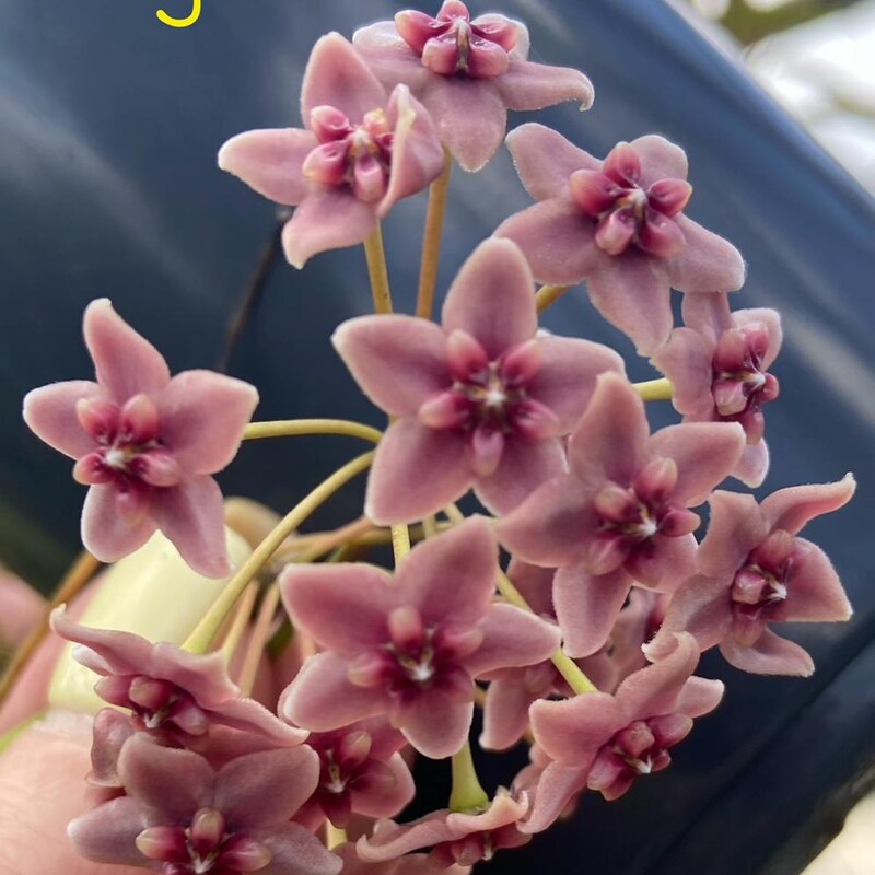 HomesteadHoyas - Etsy