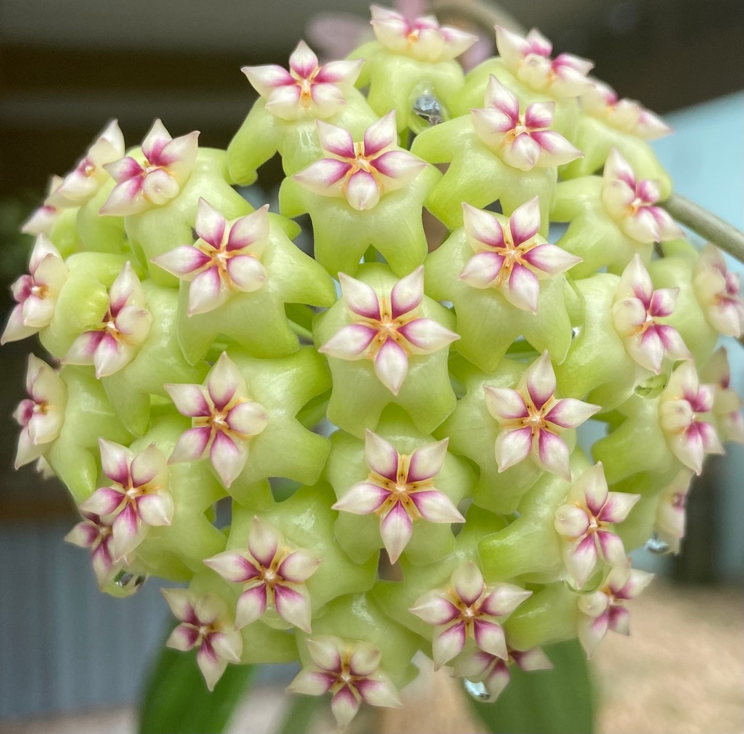 Hoya UT 033 EPC 705 Rooted Cutting - Etsy