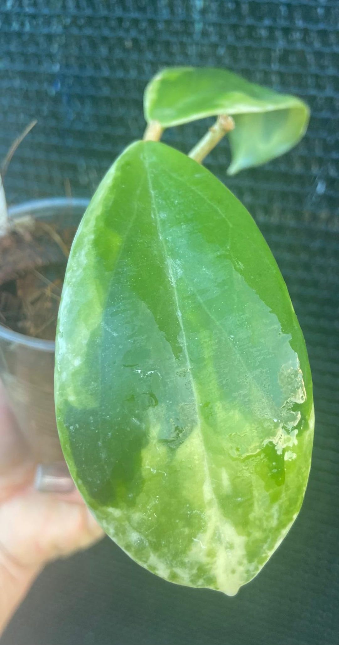 Hoya Incrassata Variegata - Etsy