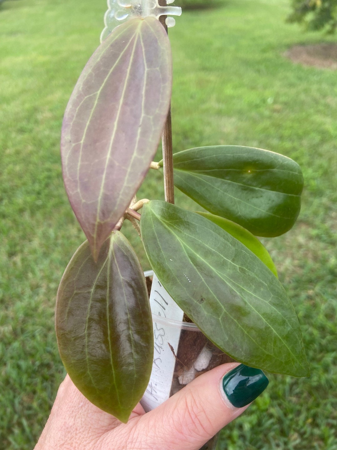 Hoya 'russell' Rooted Cutting - Etsy